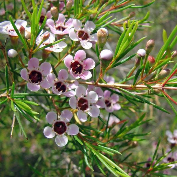 Chamelaucium - Affordable Plants
