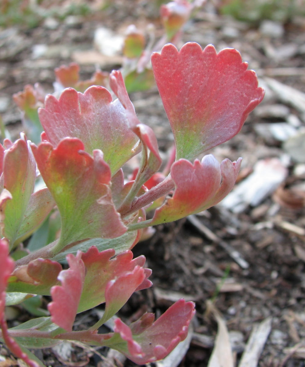 Adenanthos Cuneatus - Affordable Plants